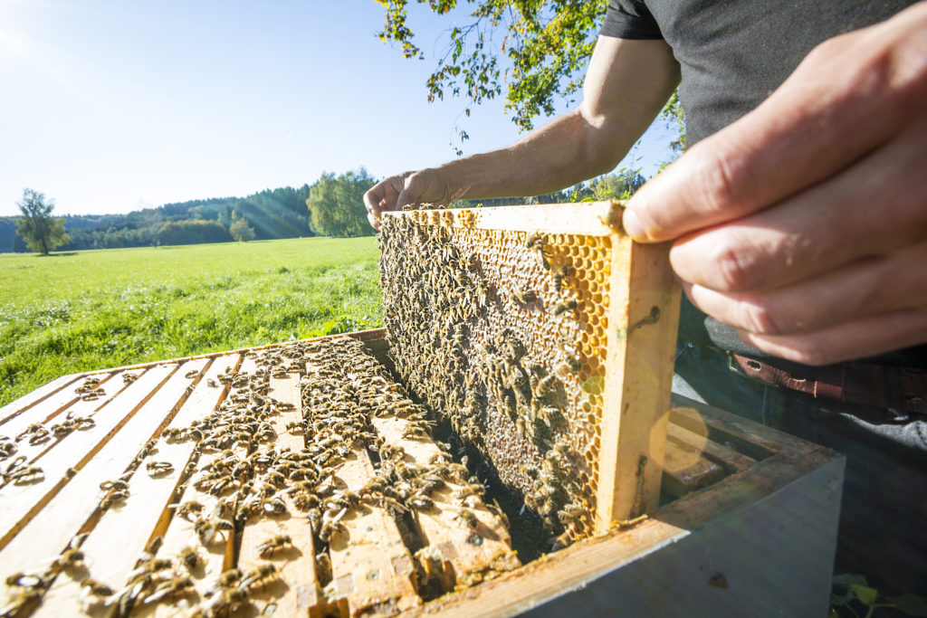 How The Bee Corp is Empowering Growers and Beekeepers